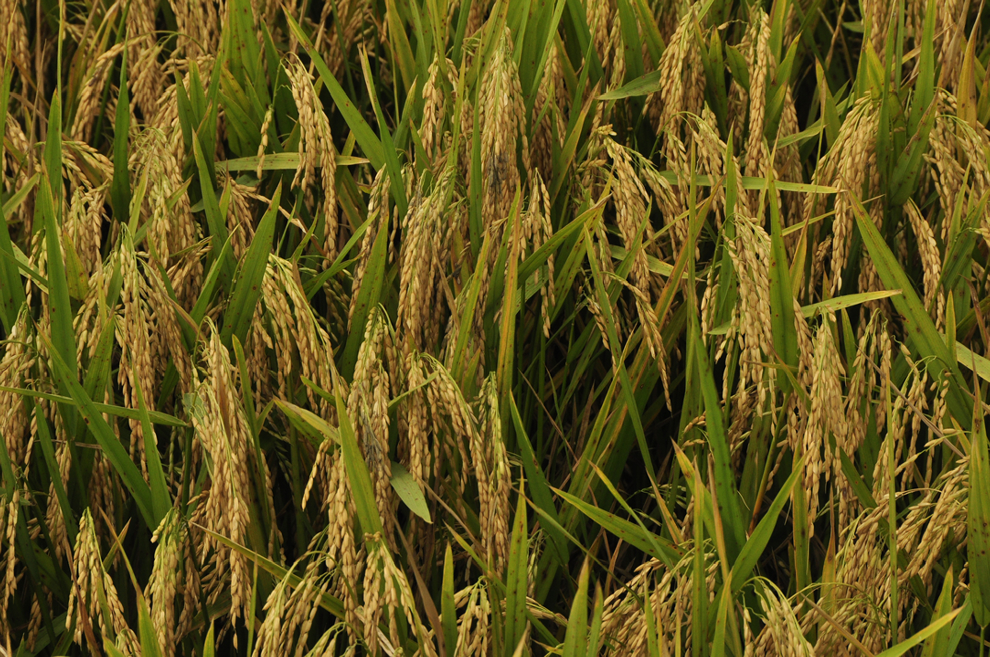 ¿Qué es la agricultura biodinámica? - Pronosticamedia